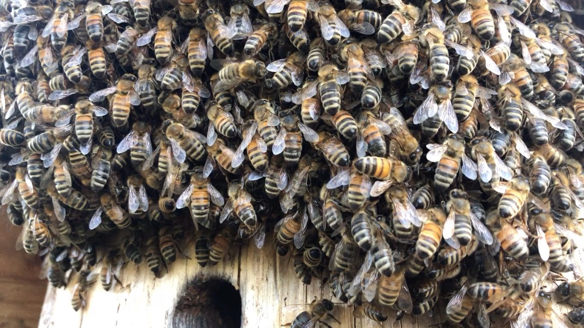 March 2020 | The Paradox of Bees: An Interview with Michael Thiele ...