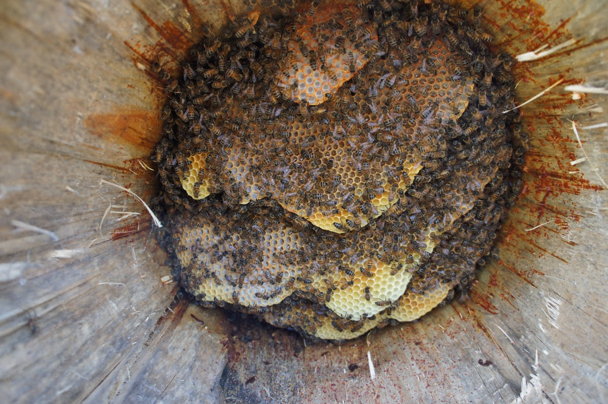 March 2020 | The Paradox of Bees: An Interview with Michael Thiele ...